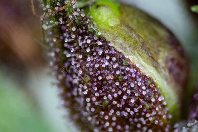 Marijuana Bud Under the Microscope, Cannabis Plant for Study in ...