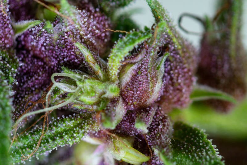 Marijuana Bud Under the Microscope, Cannabis Plant for Study in ...