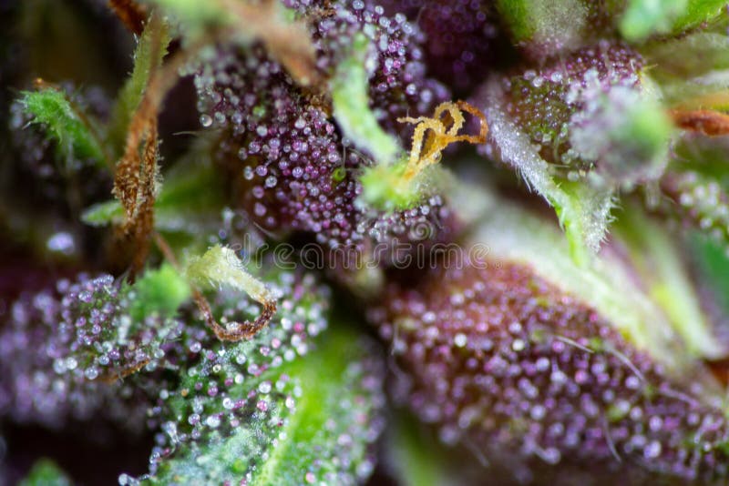 Marijuana Bud Under the Microscope, Cannabis Plant for Study in ...