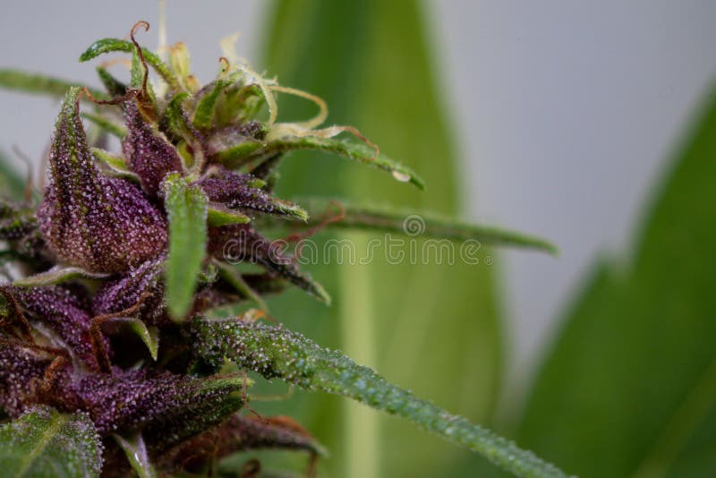 Marijuana Bud Under the Microscope, Cannabis Plant for Study in ...