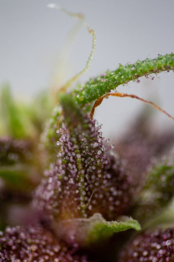Marijuana Bud Under the Microscope, Cannabis Plant for Study in ...