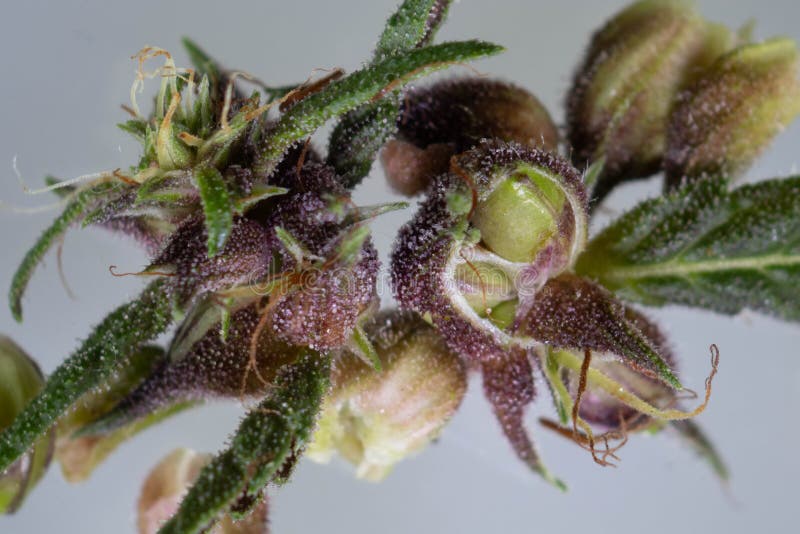 Marijuana Bud Under the Microscope, Cannabis Plant for Study in ...