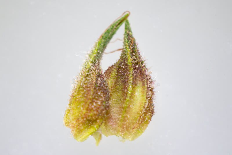 Marijuana Bud Under the Microscope, Cannabis Plant for Study in ...