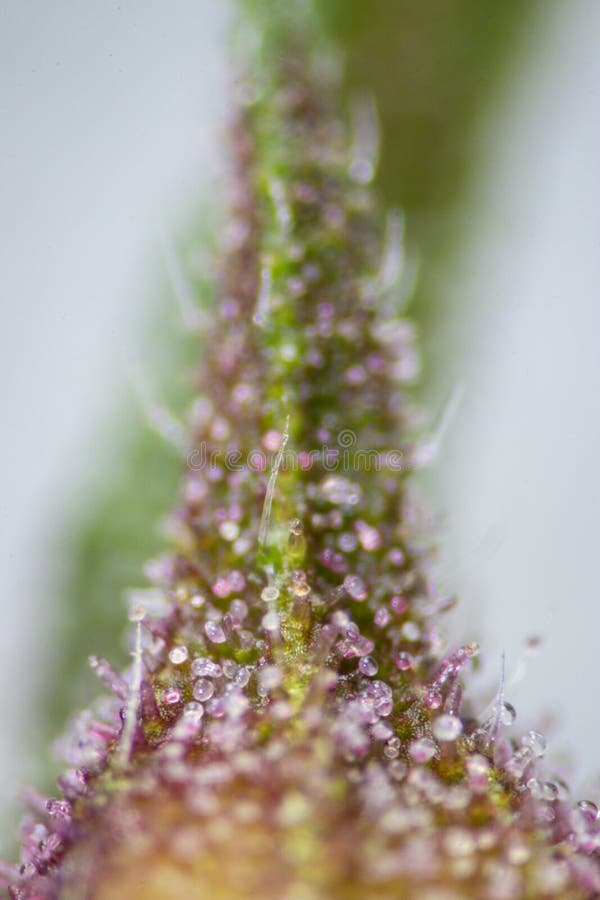 Marijuana Bud Under the Microscope, Cannabis Plant for Study in ...