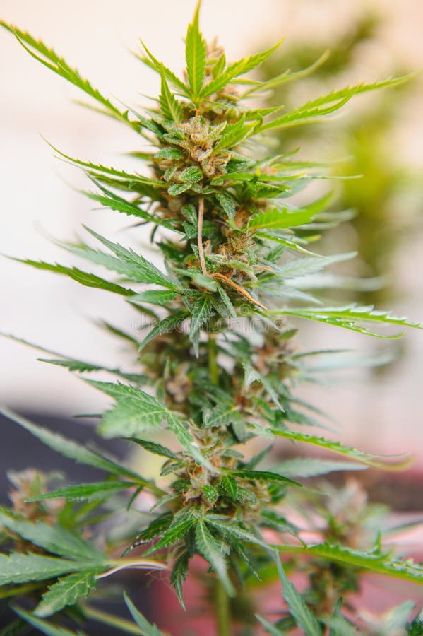 Background Canopy of Budding Indoor Marijuana Plants. Stock Image ...