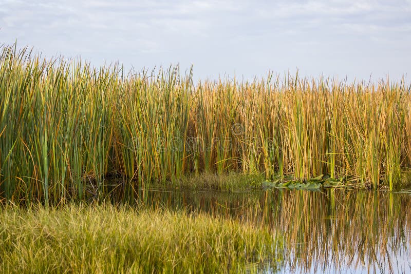 104 Cattails Marshes Stock Photos - Free & Royalty-Free Stock Photos ...