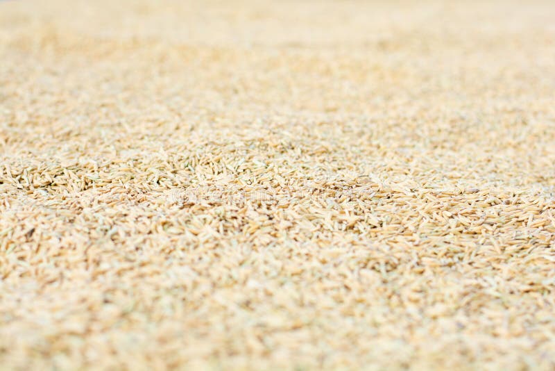 Background Caused by a Lot of Rice. Stock Photo - Image of dryness ...