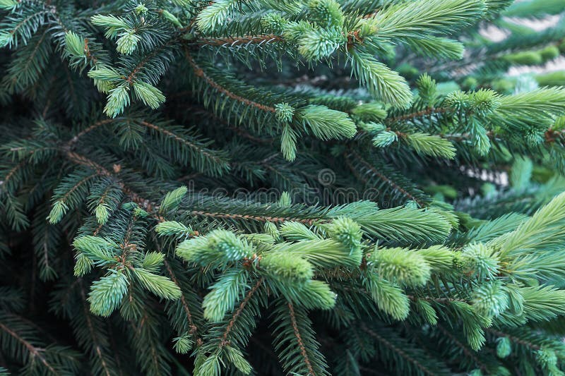 Background from Branches of a Christmas Tree with Young Processes with ...