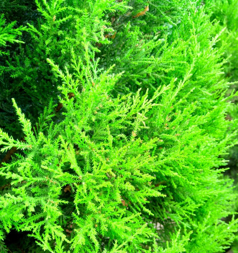 Shamrock Green Color Pictures And Images - RGB Color Hex Code [#80FF40 ...