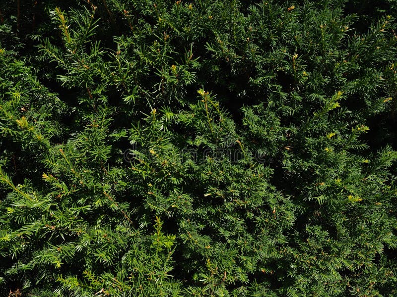 Background of Christmas Tree Branches. Nature Natural Background ...