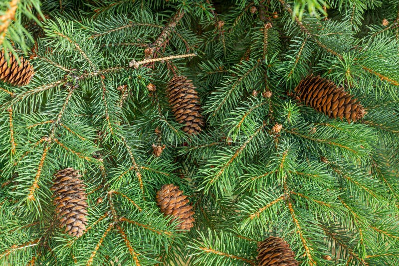 Background of Christmas Tree Branches Stock Photo - Image of nature ...
