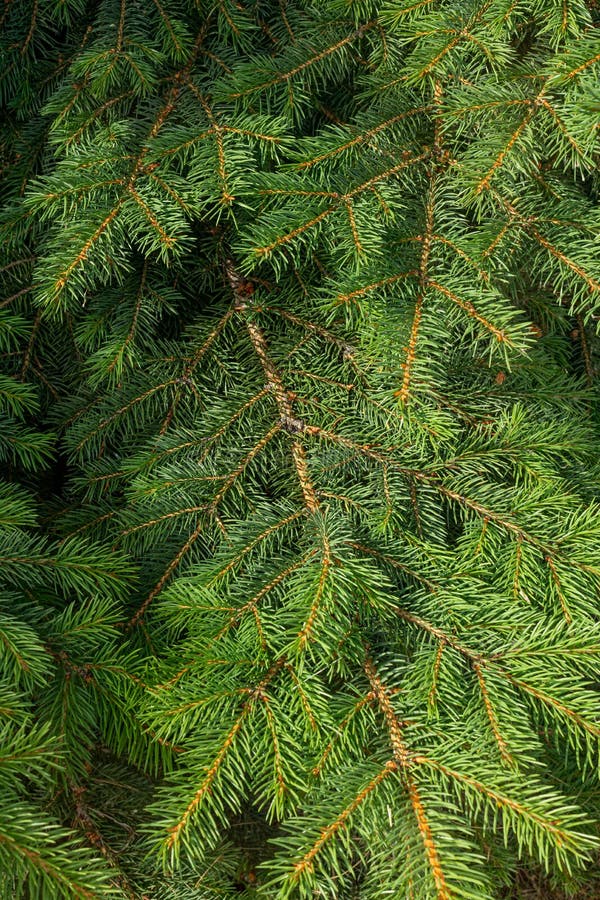 Background of Christmas Tree Branches Stock Photo - Image of abies ...