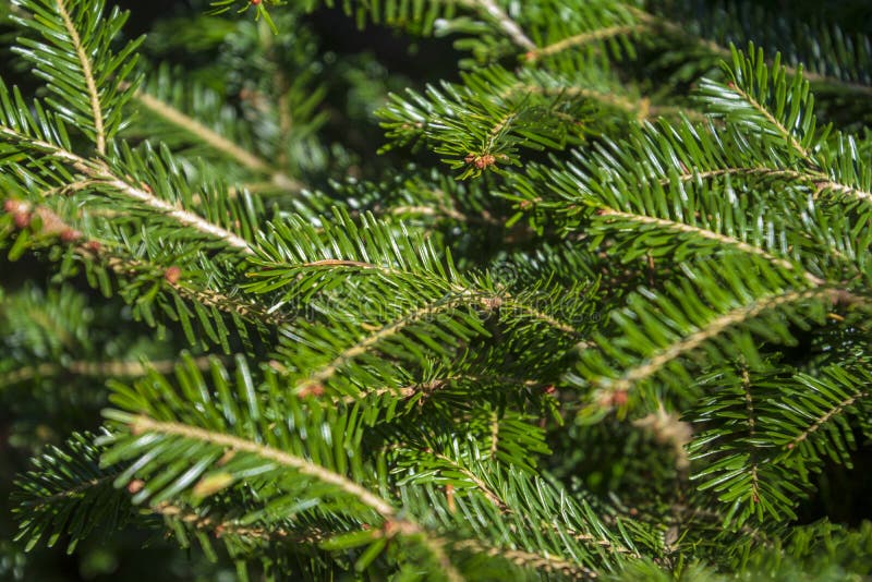 Background of Christmas Tree Branches, Pine Tree, Branches of Spruce ...