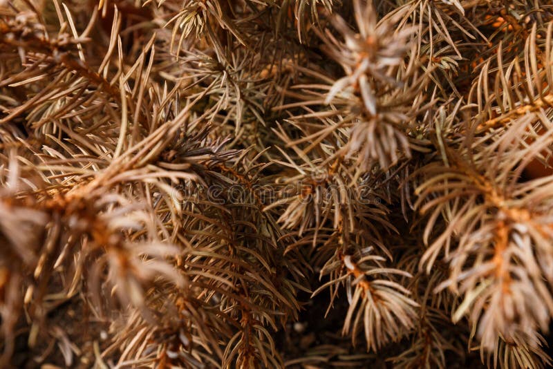 497 Withered Christmas Tree Photos - Free & Royalty-Free Stock Photos ...