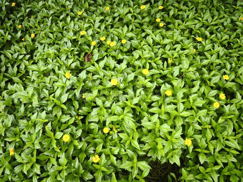 Background, Clean and Orderly Green Bush Leaves Stock Image - Image of ...