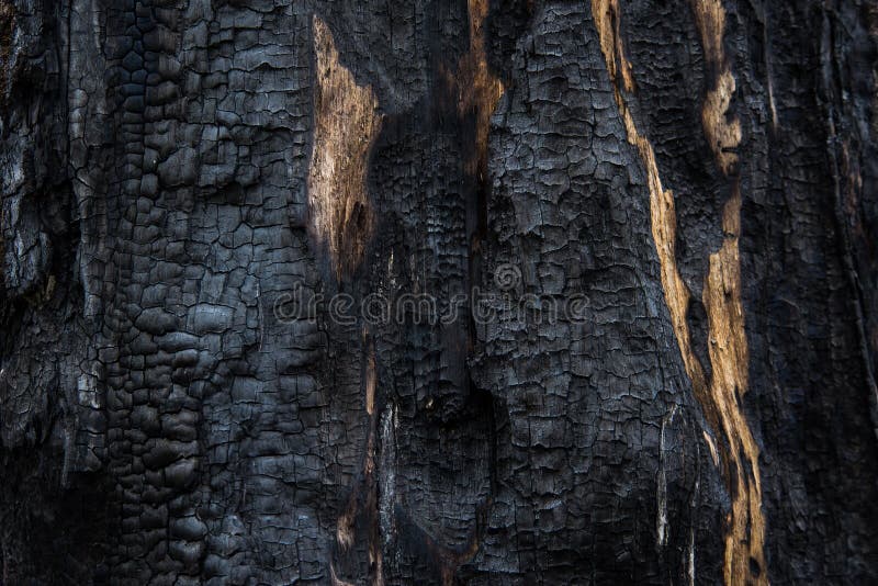 Background, Close-up of Burned Wood. Charred Tree, Burnt Wood Texture ...