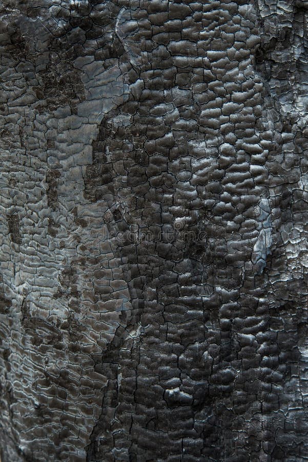 Background, Close-up of Burned Wood. Charred Tree, Burnt Wood Texture ...