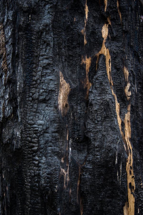 Background, Close-up of Burned Wood. Charred Tree, Burnt Wood Texture ...