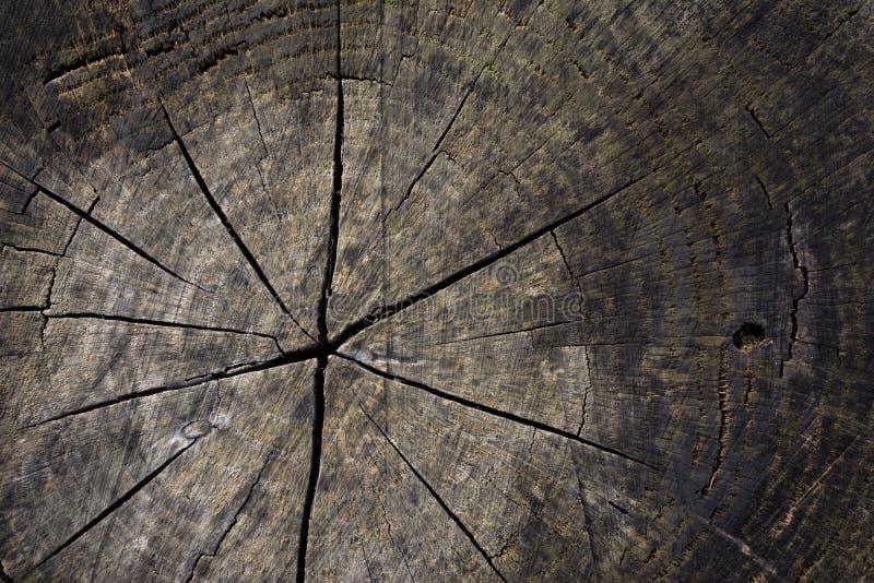 Close-up of Old Splitting Tree Stump Stock Photo - Image of outside ...