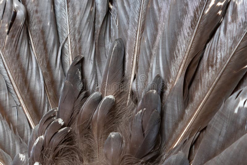 Background with a Close-up Texture of Feathers, a Bird S Wing. Feathers ...