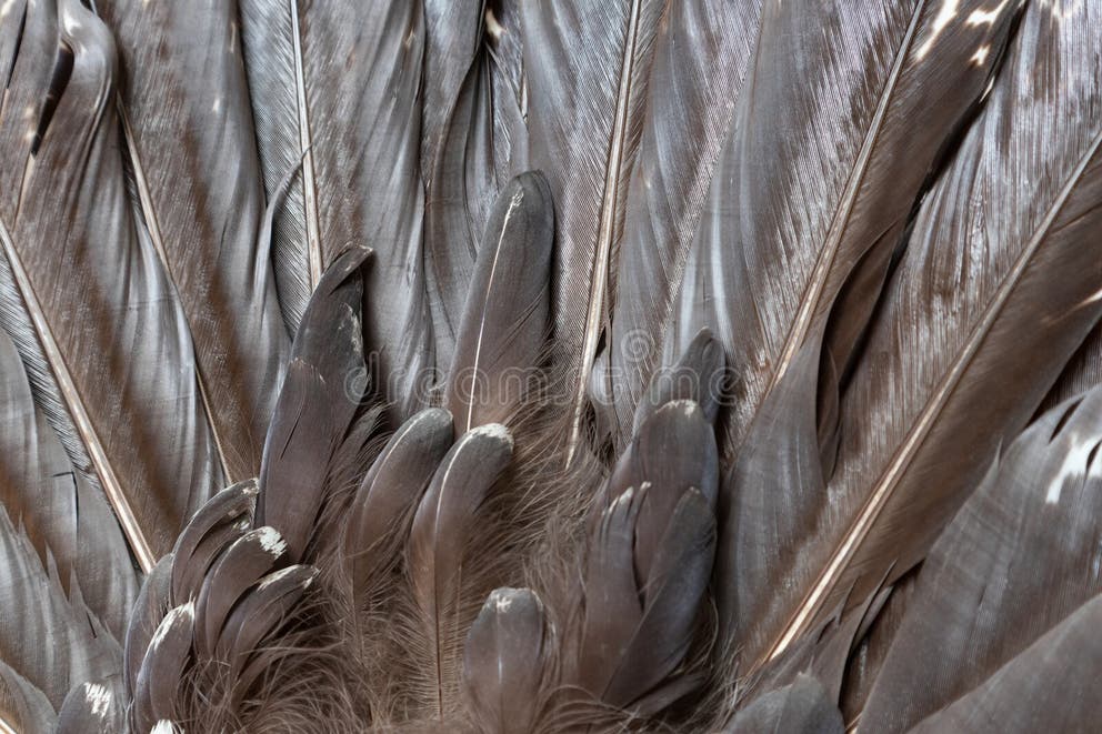 Background with a Close-up Texture of Feathers, a Bird S Wing. Feathers ...