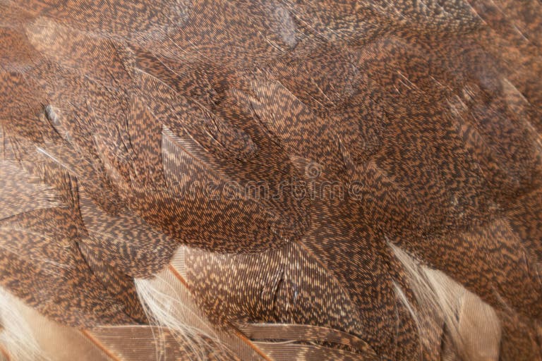 Background with a Close-up Texture of Feathers, a Bird S Wing. Feathers ...