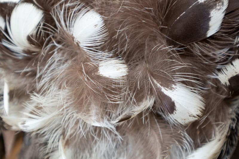 Background with a Close-up Texture of Feathers, a Bird S Wing. Feathers ...