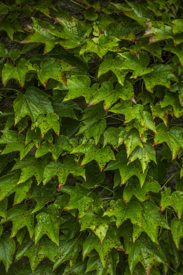 Background Close Up of Virginia Creeper Stock Image - Image of winter ...
