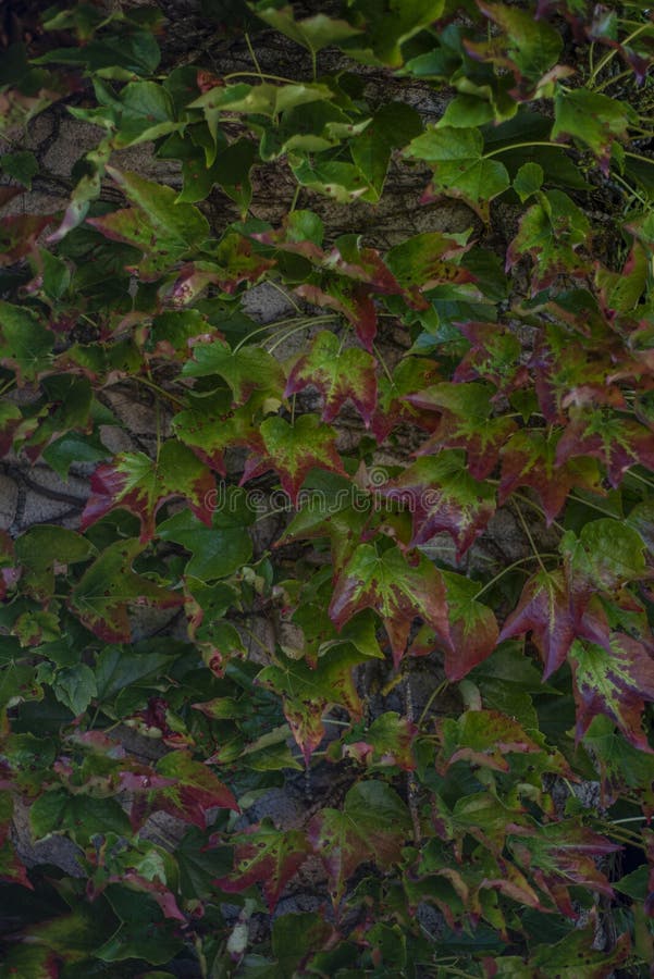 Background Closeup View of Green Ivy. Stock Image - Image of vine ...