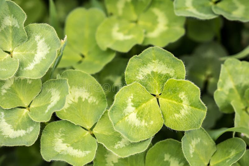 Background from Clover Leafs Stock Image - Image of patricks ...