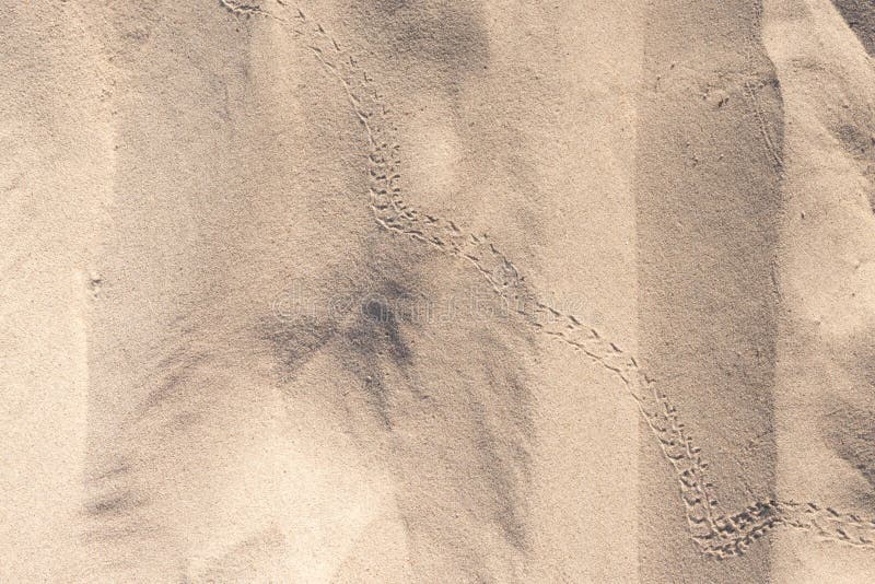 Background, Coastal. Animal Tracks in the Sand. Patterns, Footprints ...