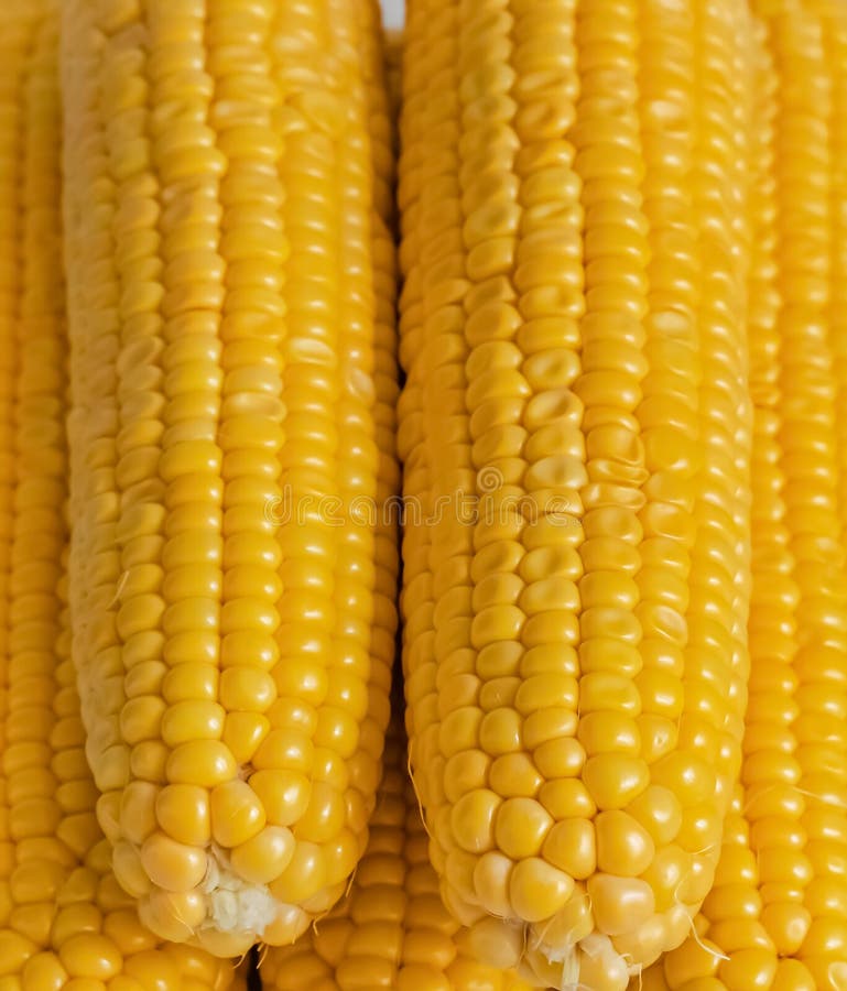 Background Cob of Corn Yellow Vertical Cob Texture of Vegetables Stock ...