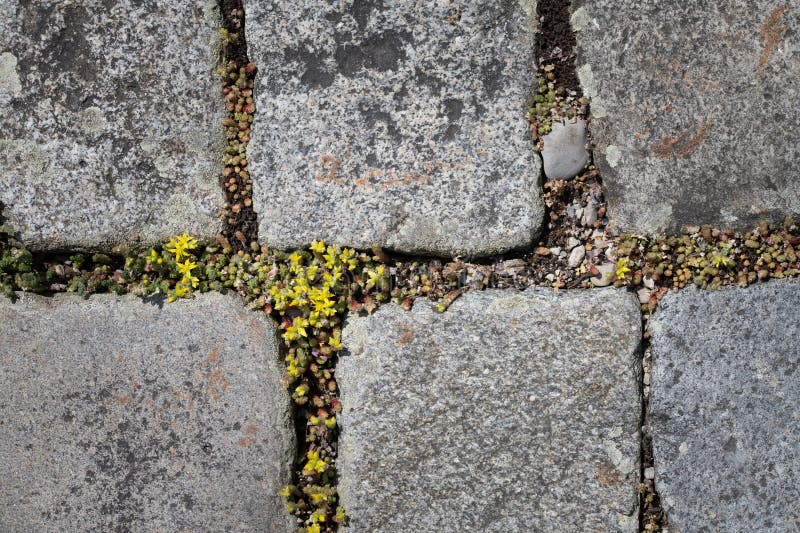 Background from a Cobblestone. Small Yellow Flowers Grow between the ...