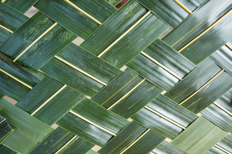 Background of coconut leaf stock photo. Image of interlocking - 83145306