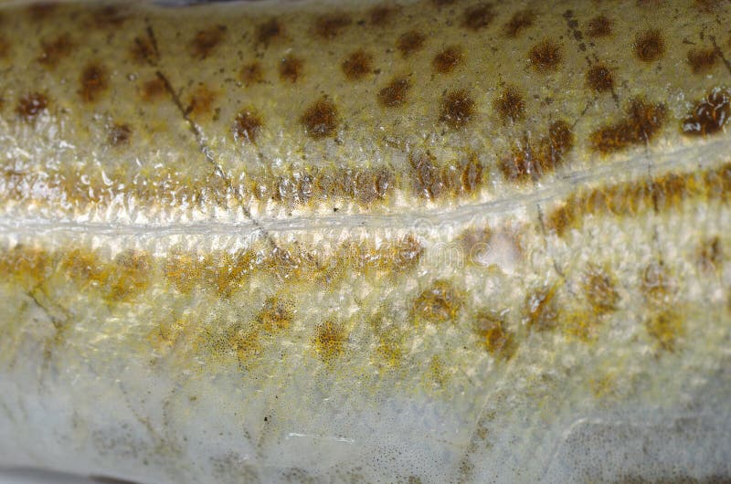Cod fish skin stock photo. Image of abstract, betta, background - 39134550