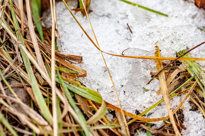 Background Cold White Snow Melting on Green Grass. Spring Backgrounds ...