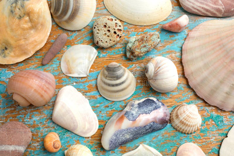 Collection of Seashell and Starfish Stock Image - Image of life, coast ...
