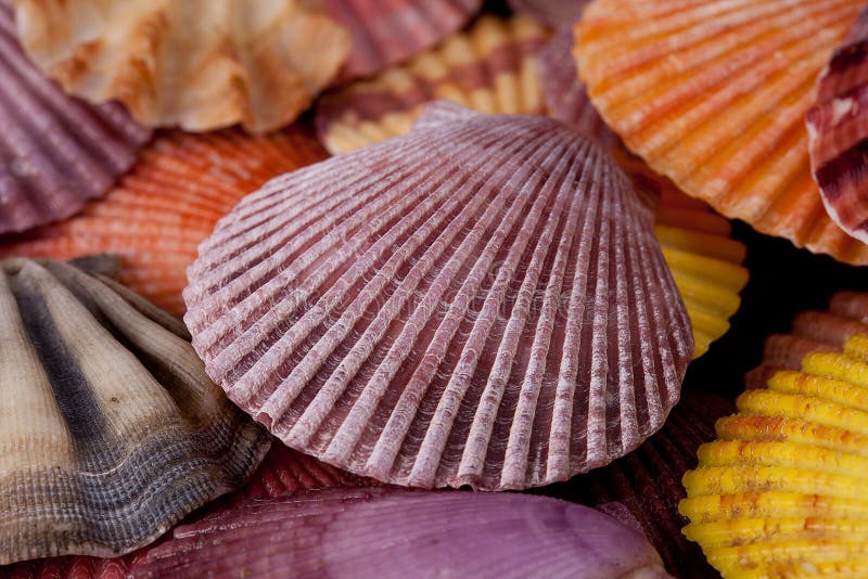 Background of Collection of Various Colorful Seashells Stock Photo ...