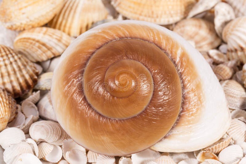 Background of Collection of Various Sea Shells , Close Up Stock Image ...