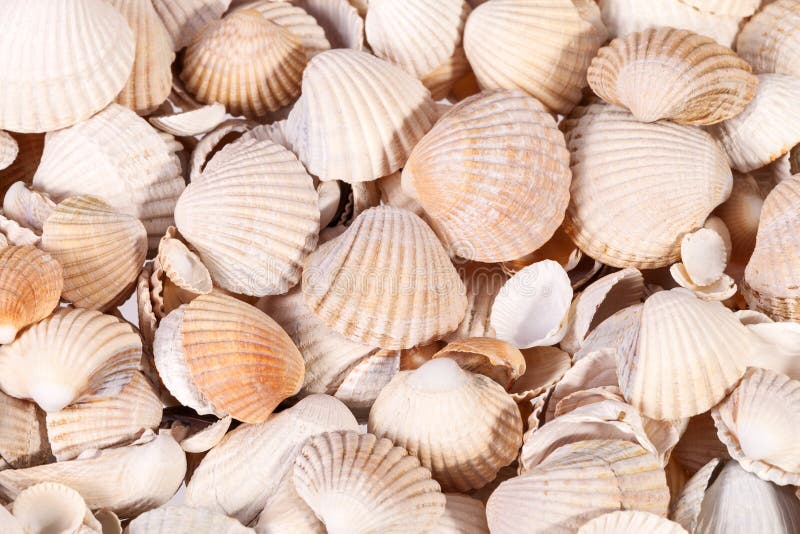 Background of Collection of Various Sea Shells , Close Up Stock Photo ...