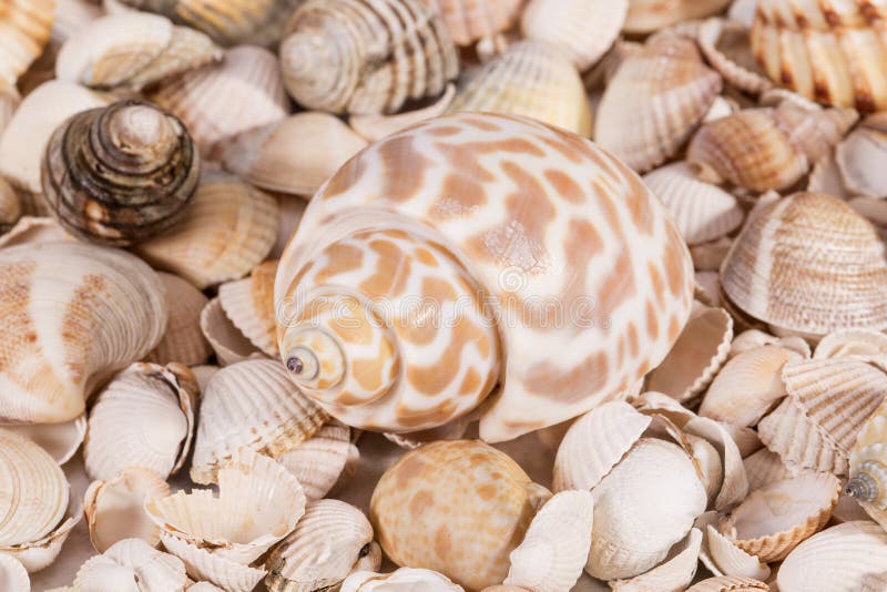 Background of Collection of Various Sea Shells , Close Up Stock Image ...