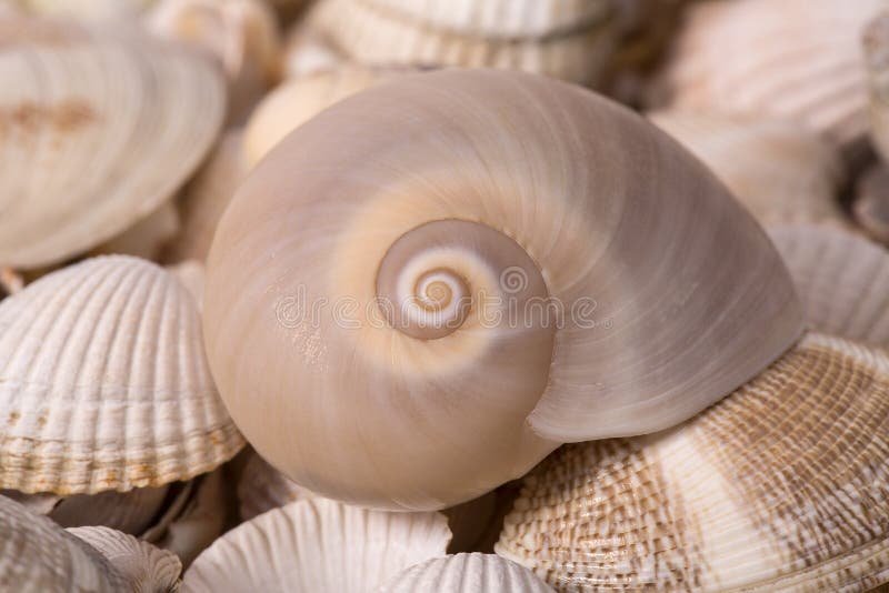 Background of Collection of Various Sea Shells , Close Up Stock Photo ...