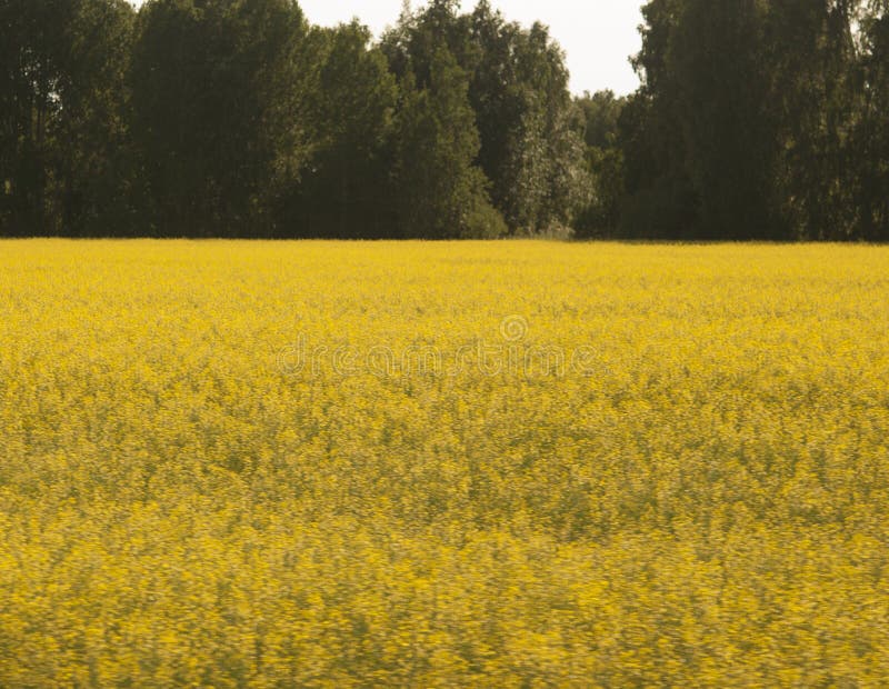 The Background Color of Mustard Stock Photo - Image of agriculture ...