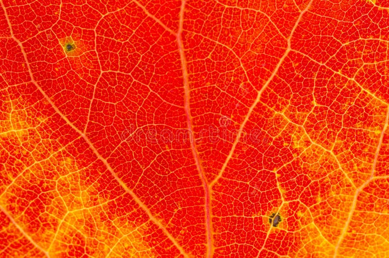 Aspen Leaf Closeup Isolated Stock Photo - Image of summer, textured ...