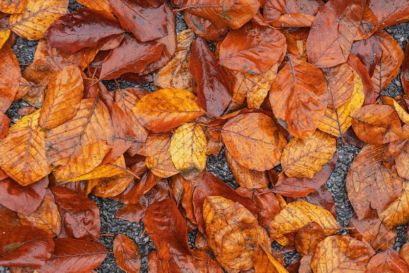 Background from Colorful Autumn Leaves. Fallen Leaves Background Stock ...
