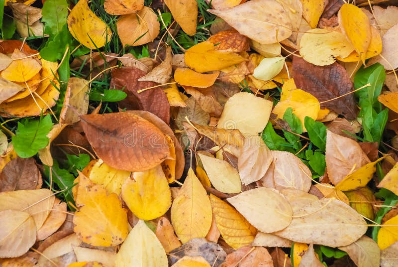 Background of Colorful Autumn Leaves Fallen on the Forest Ground Stock ...