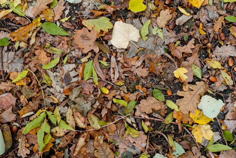Autumn Leaves on Forest Floor Stock Photo - Image of october, fall ...