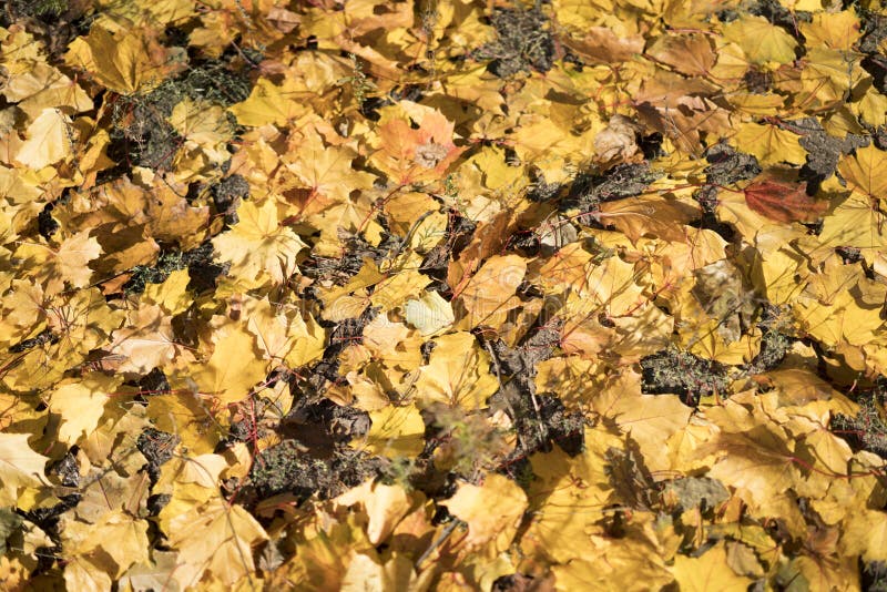 Forest Floor Texture Seamless Seamless Forest Ground Background