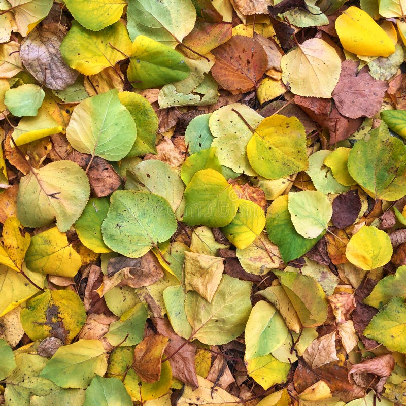 Fun Background Colorful Autumn Leaves on the Land Stock Image - Image ...