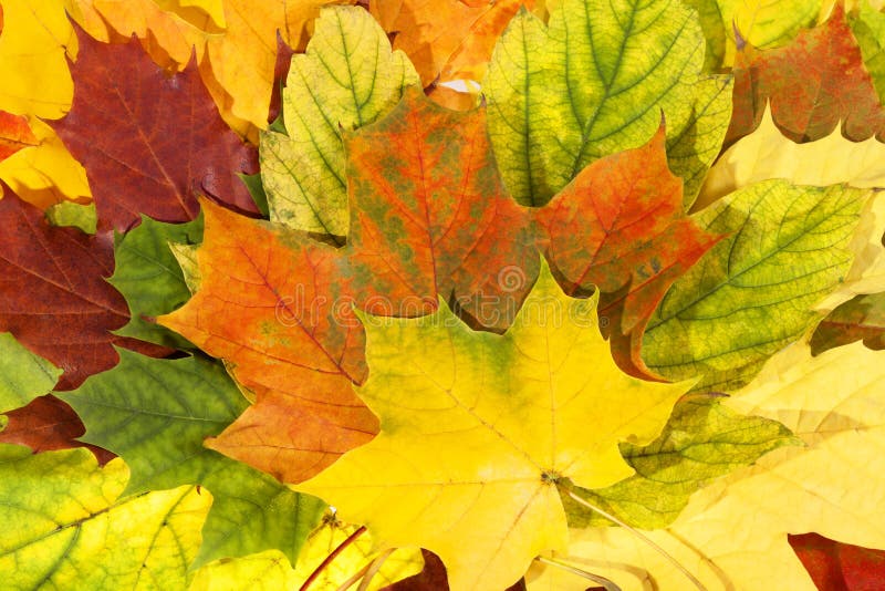 Background of Colorful Autumn Maple Leaves, Close Up Stock Image ...